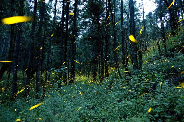 Swarms of fireflies in Illinois give enthusiasts hope that insect can ...