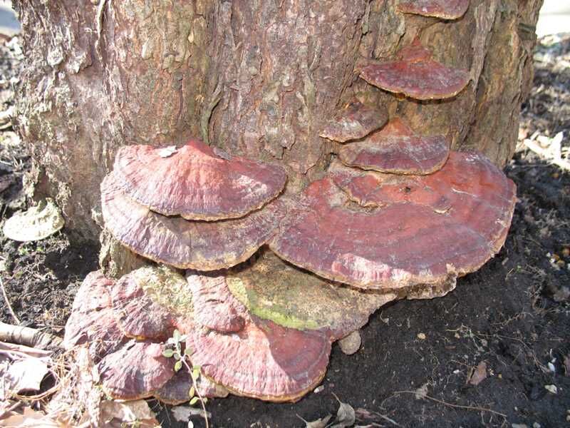 Rotting fungus on redwood cannot be cured