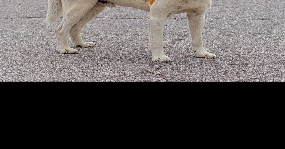 ‘He was a ray of sunshine’: Iron County community mourns Ike, the ...