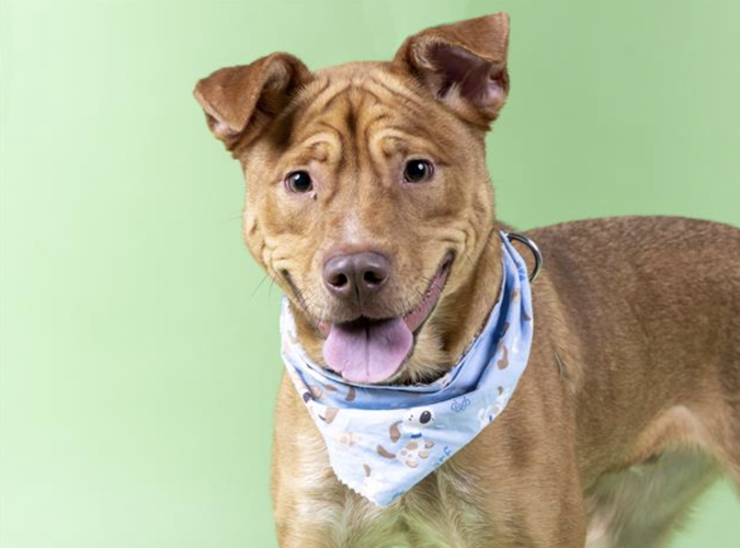 Humane Society of Missouri pets for adoption