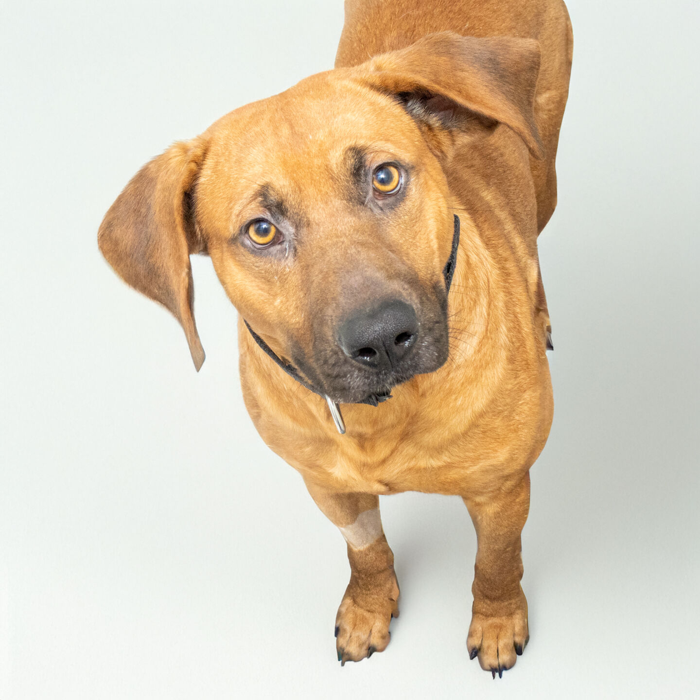 Meet our pets of the week: A pit mix, a beagle mix and a thoroughbred
