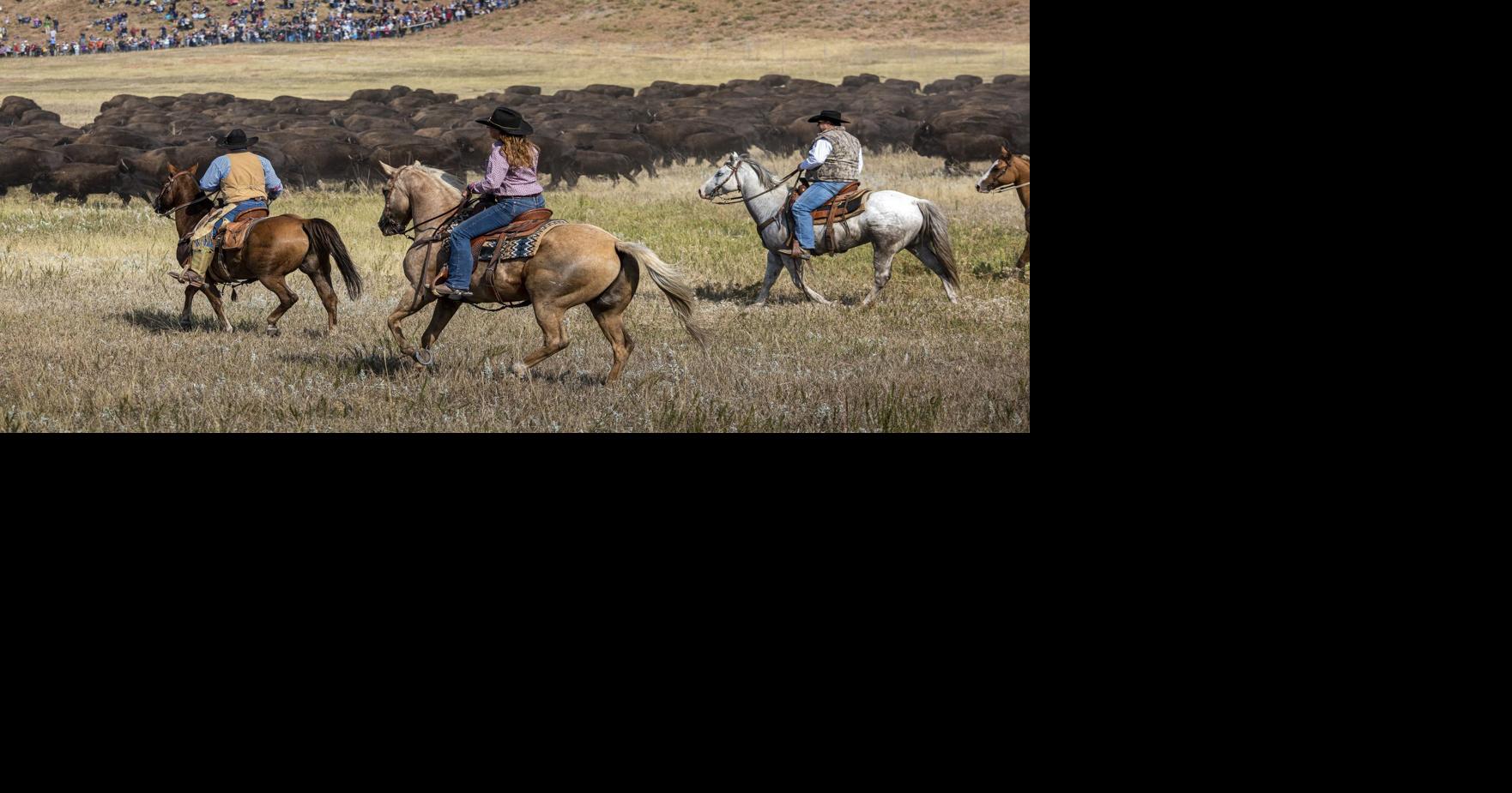 Buffalo Custer State Park