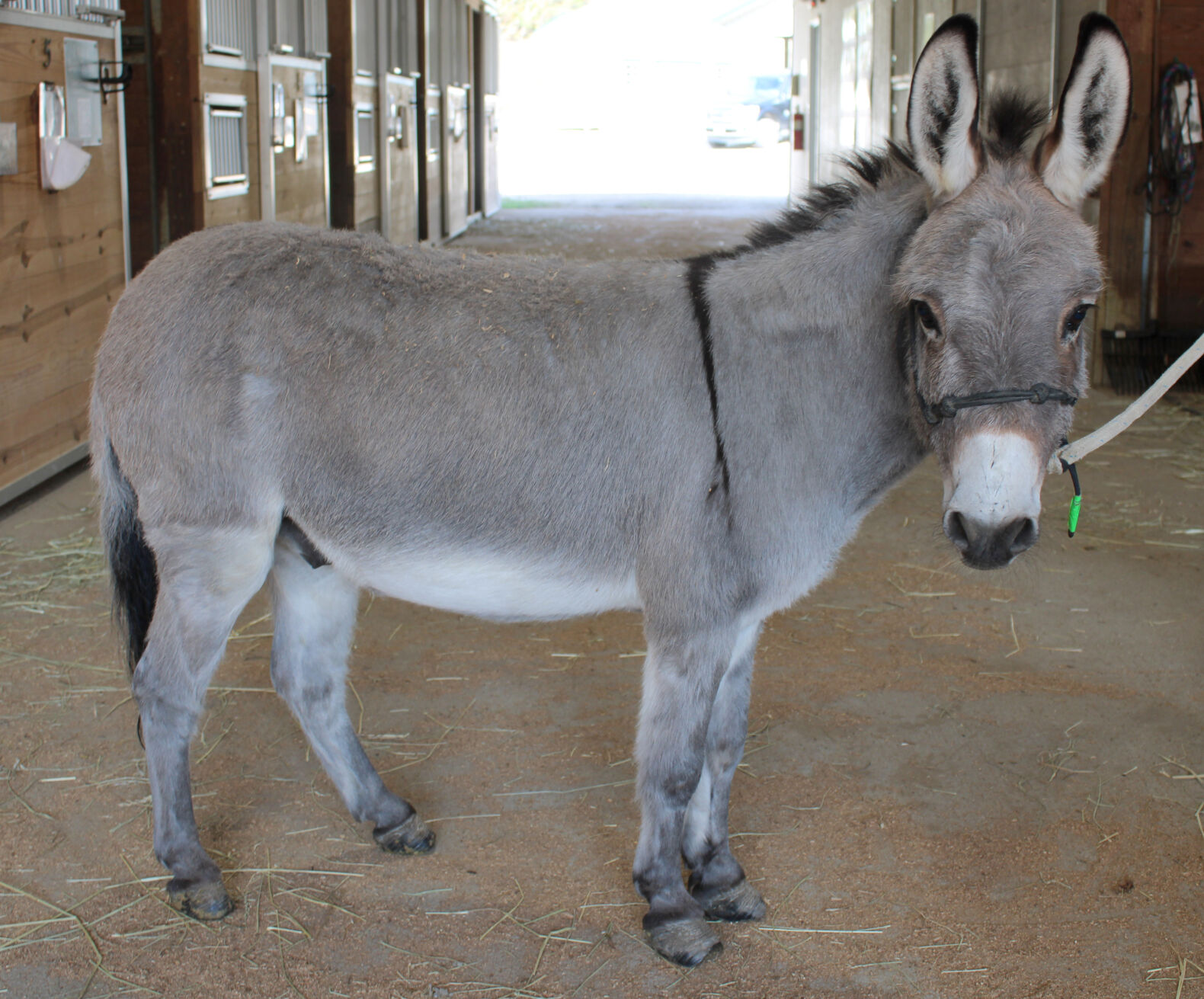 Meet our pets of the week: A boxer mix, a pit mix and a donkey