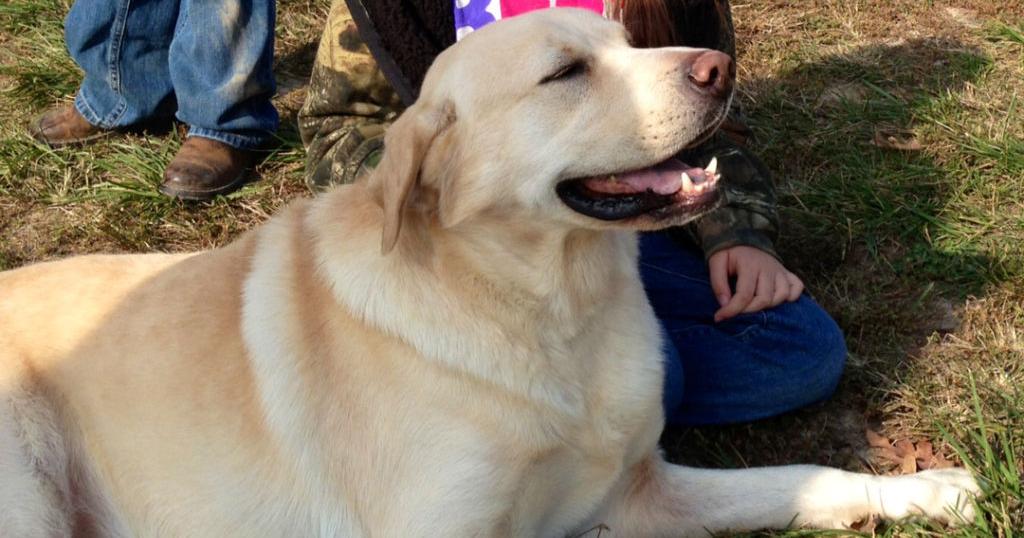 Judge rules Phineas, dog at center of long-running legal saga, did bite ...