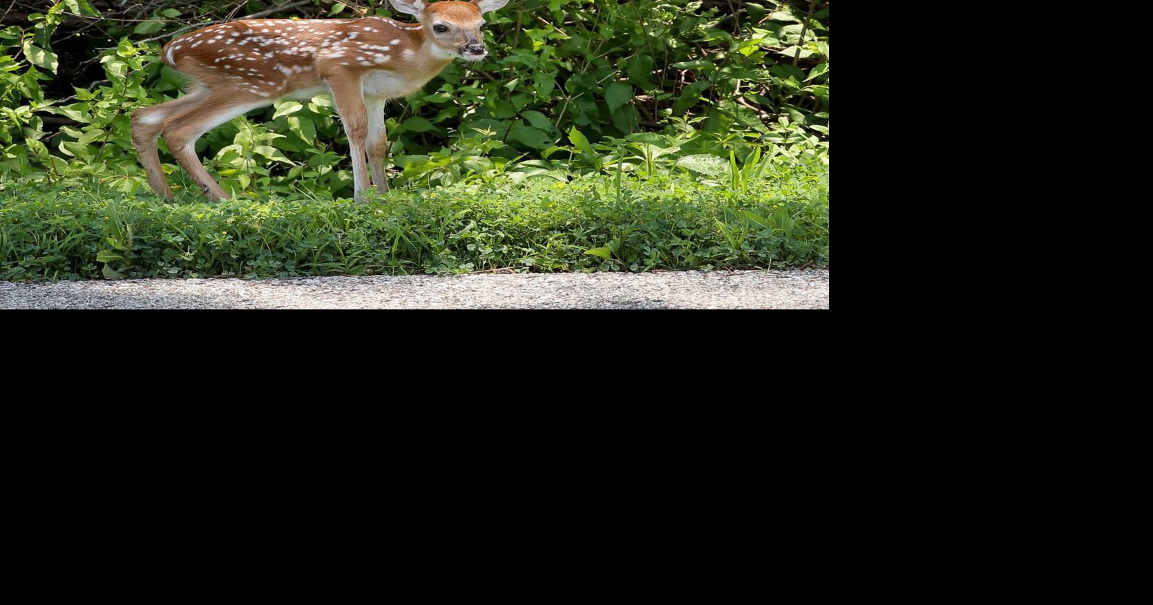 Illinois man charged with animal torture; video shows injured fawn ...