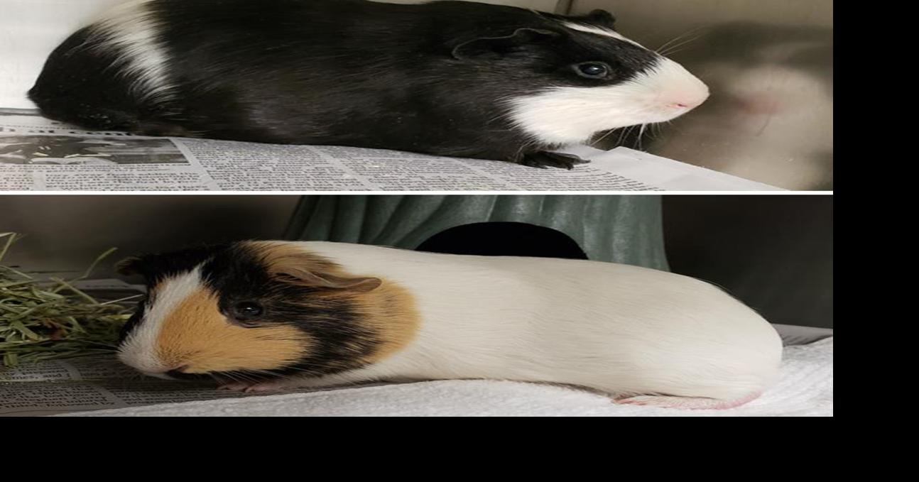 Meet our pets of the week: Two guinea pigs, a horse and a Lab mix
