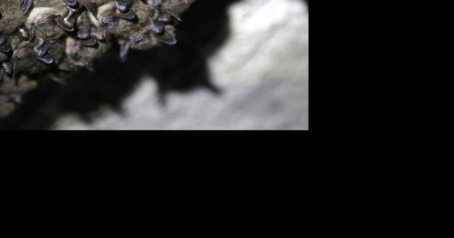 Tiny bats provide ‘glimmer of hope’ against fungus threatening entire ...