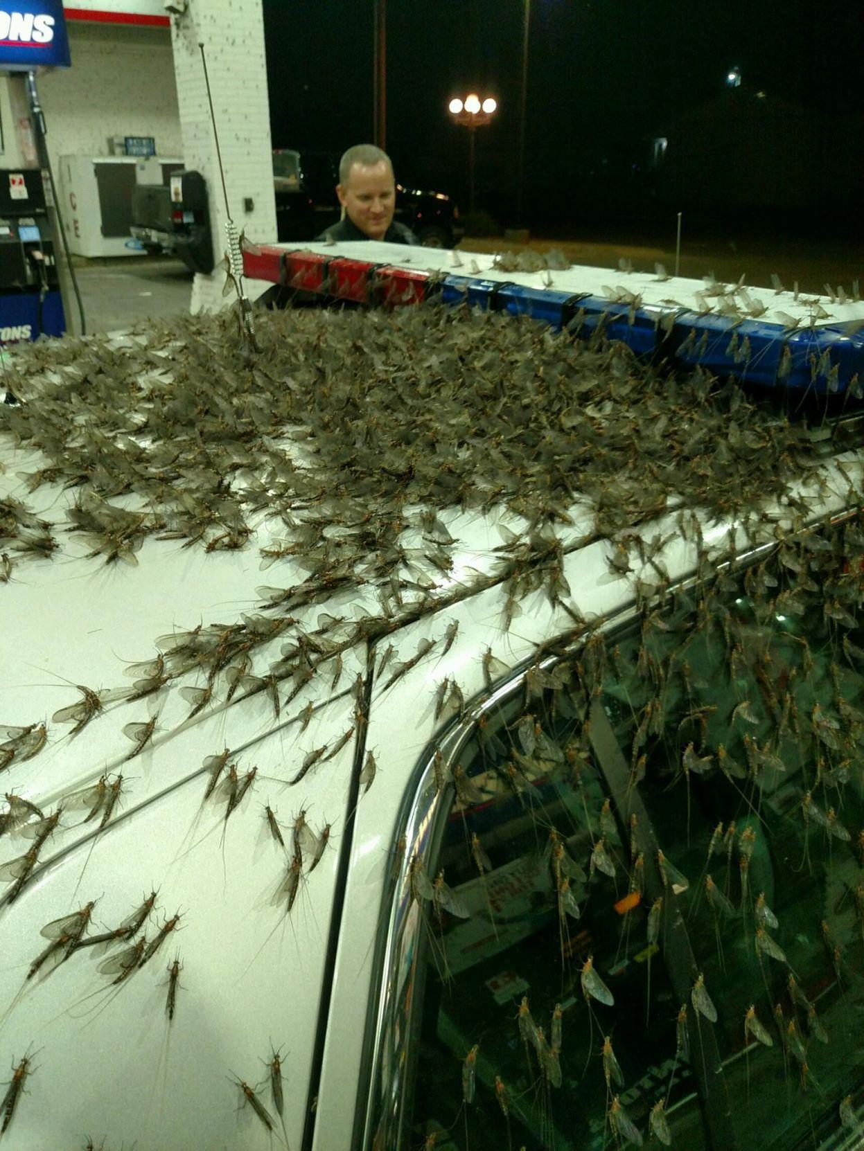 Thousands of mayflies swarm central Illinois city, result in four-hour ...