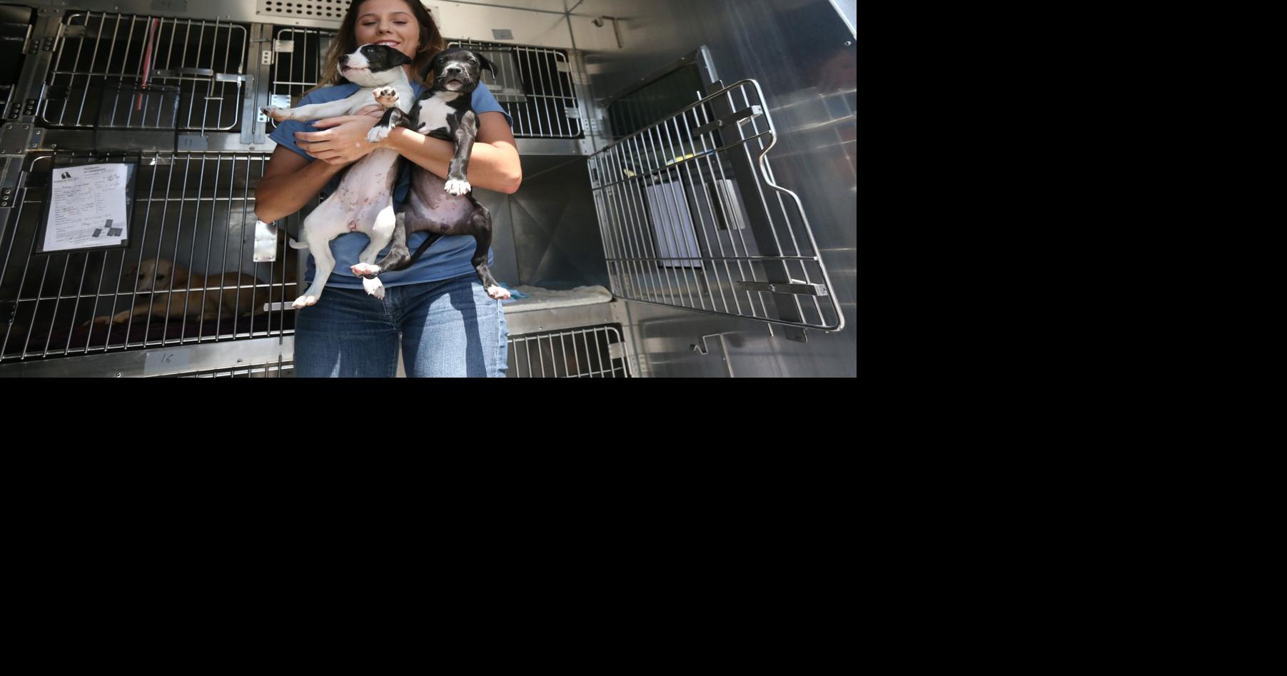 Photos: Humane Society brings in more dogs to St. Louis