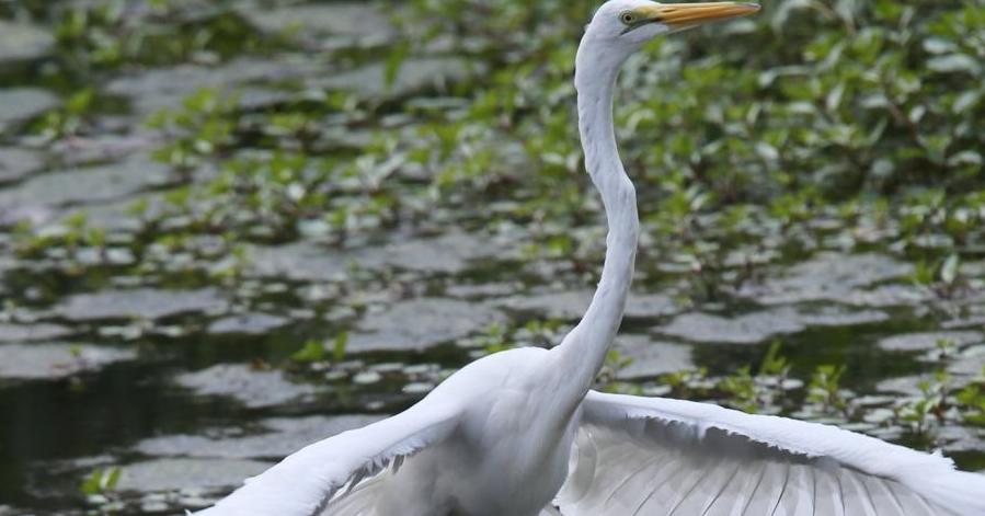 McClellan: When the news overwhelms, nature, music and baseball can ...