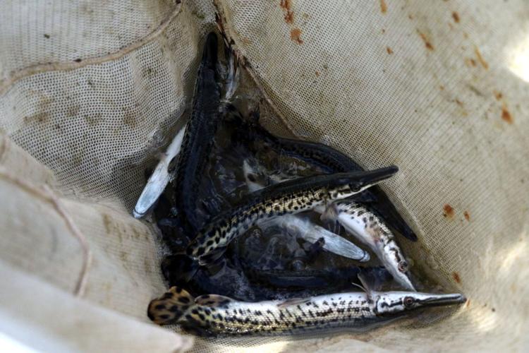 Long a 'persecuted' fish species, Illinois aims to help alligator gars ...