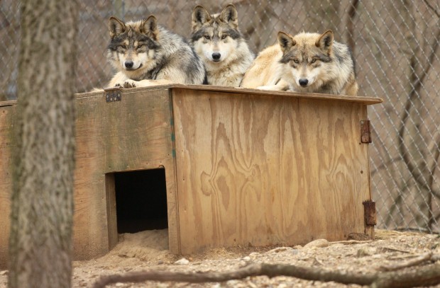 Wolf Center tries to balance need for visitors with needs of animals