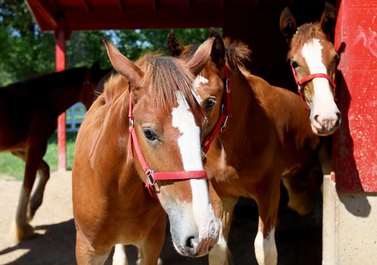 Photos and video: Cute Clydesdale foals are a sight to see at Grant's Farm