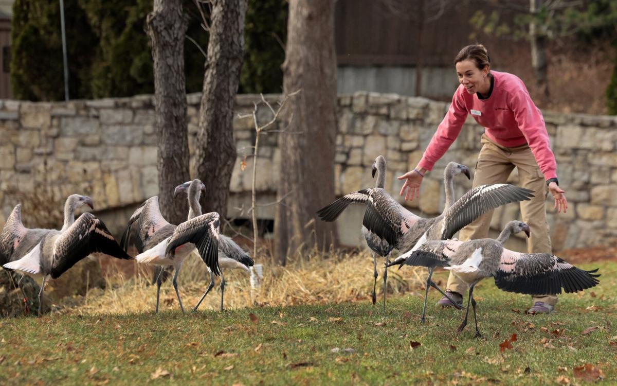 St. Louis Zoo to expand preschool, add animals in kids space