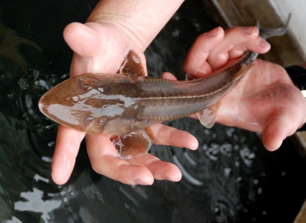 Researcher turns to crowdfunding to save endangered sturgeon
