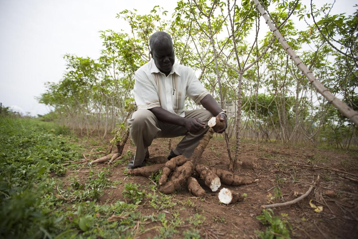 Danforth Center receives Gates Foundation grant to advance cassava ...