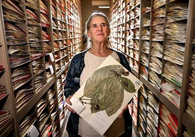 MoBot botanist has named more plant species than any other living woman