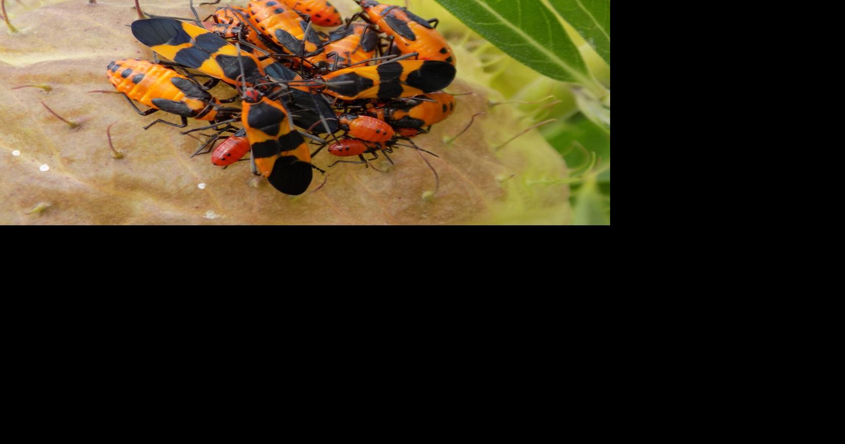 Tips for planting starts of cool-season vegetable plants