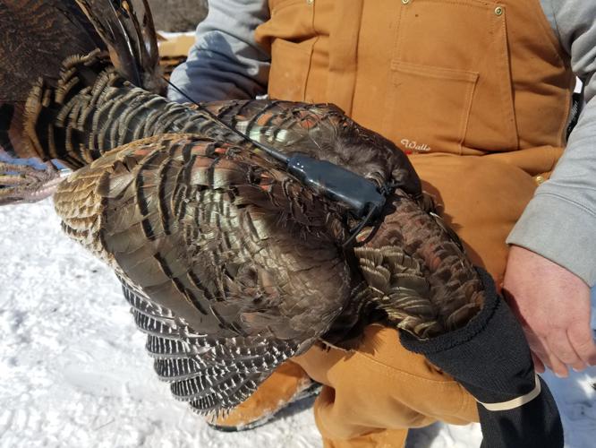 Missouri researchers hope putting ‘backpacks’ on wild turkeys can help ...