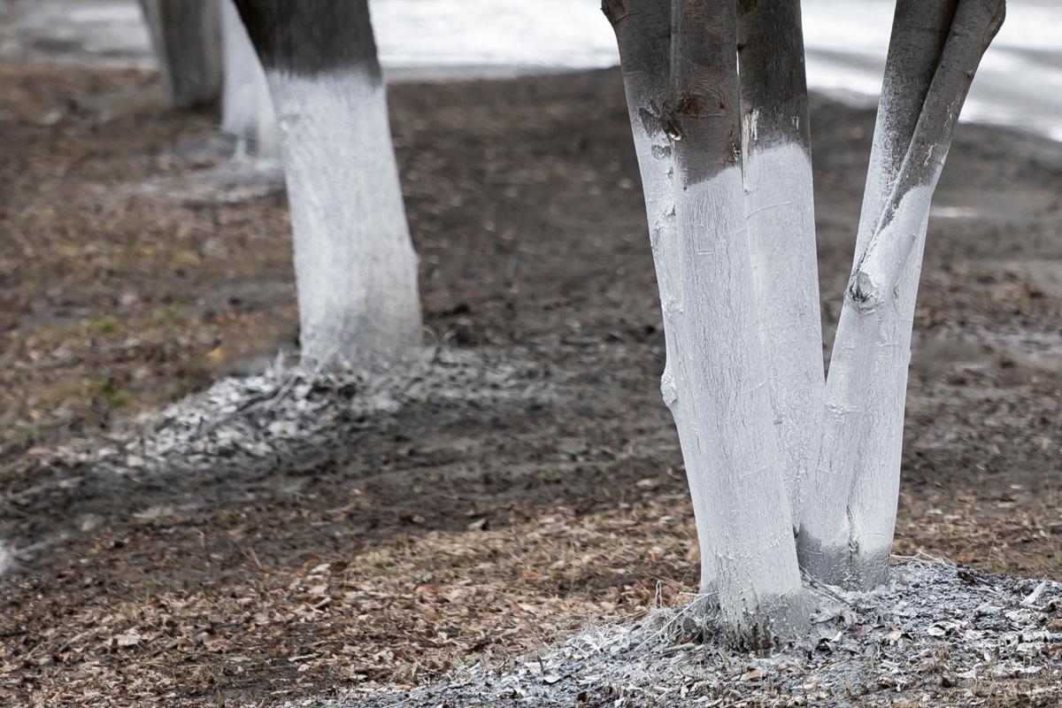 Whitewash, tree guard can protect young trees in winter