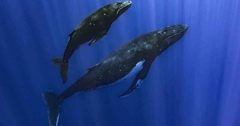 How do whales sing? Study unlocks clue to underwater mystery