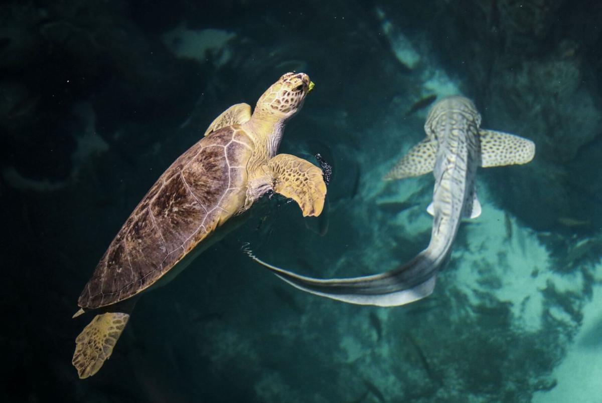 Dive in: Every week is Shark Week at St. Louis Aquarium | Hot List ...