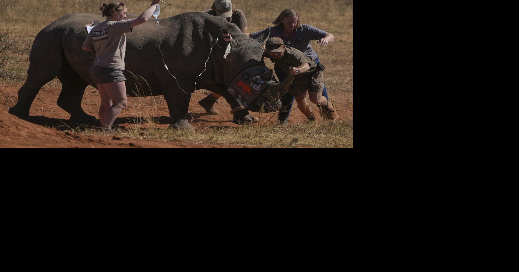 Anti-poaching campaign making rhino horns radioactive