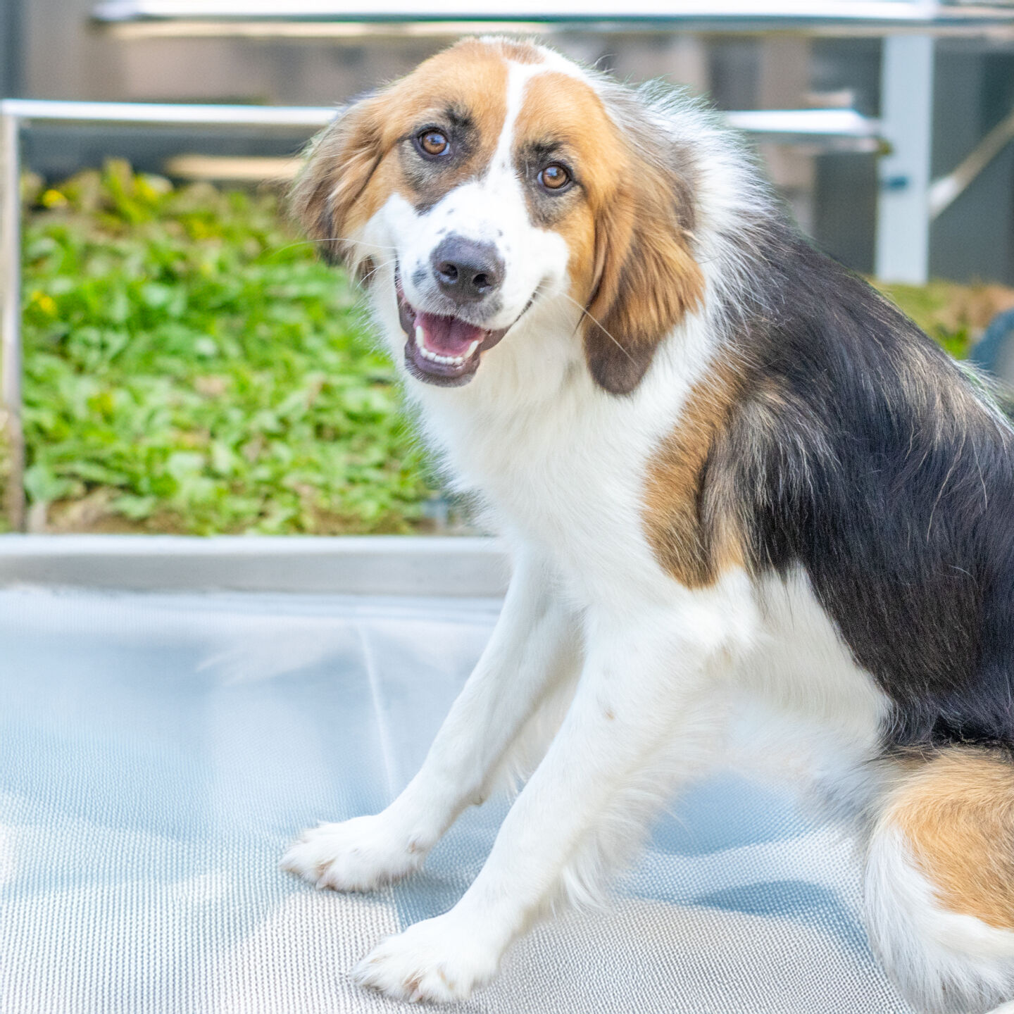 Meet our pets of the week: A collie mix, a pit mix and a potbellied pig