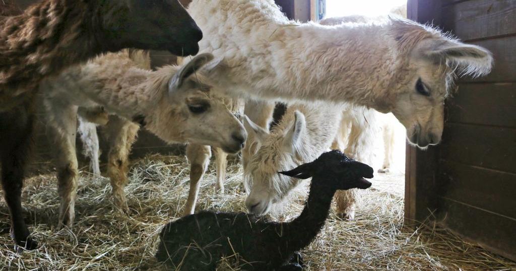 Llama gives birth at Wegeners' farm