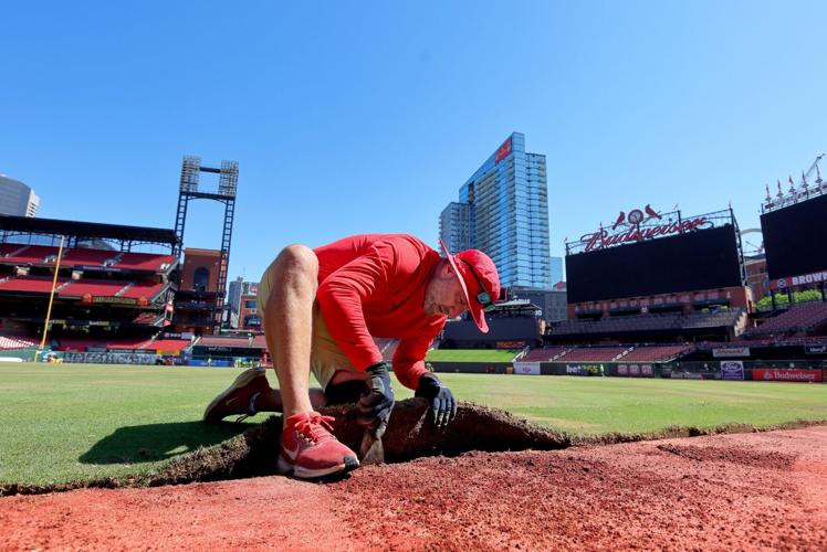 Busch Stadium in St. Louis gets all new grass