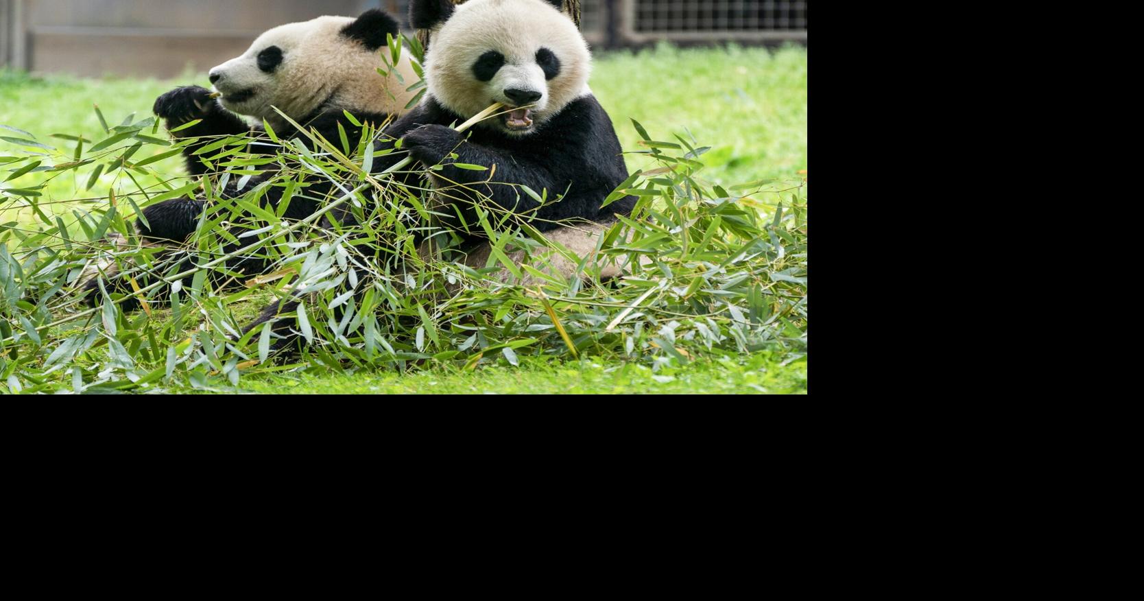 National Zoo welcomes latest panda couple from China