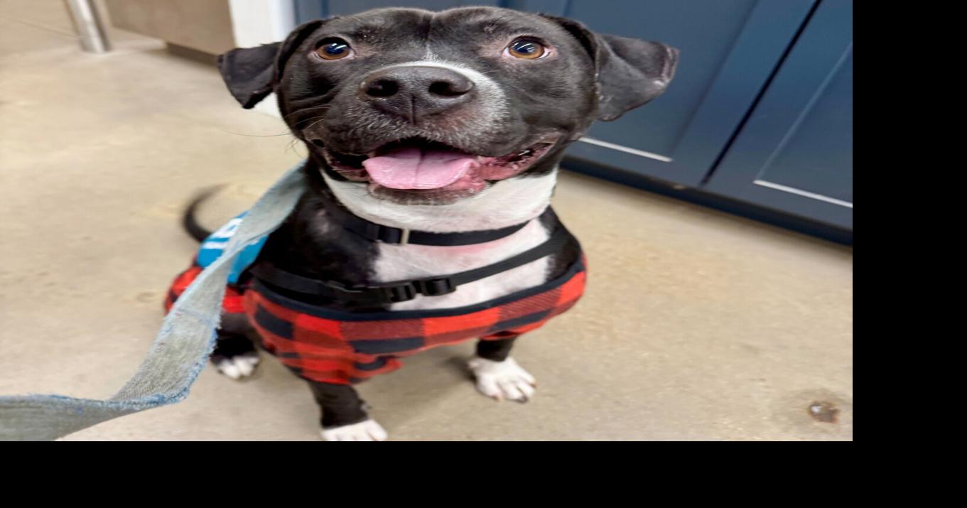 Meet our pets of the week: A pit mix, a beagle mix and a thoroughbred