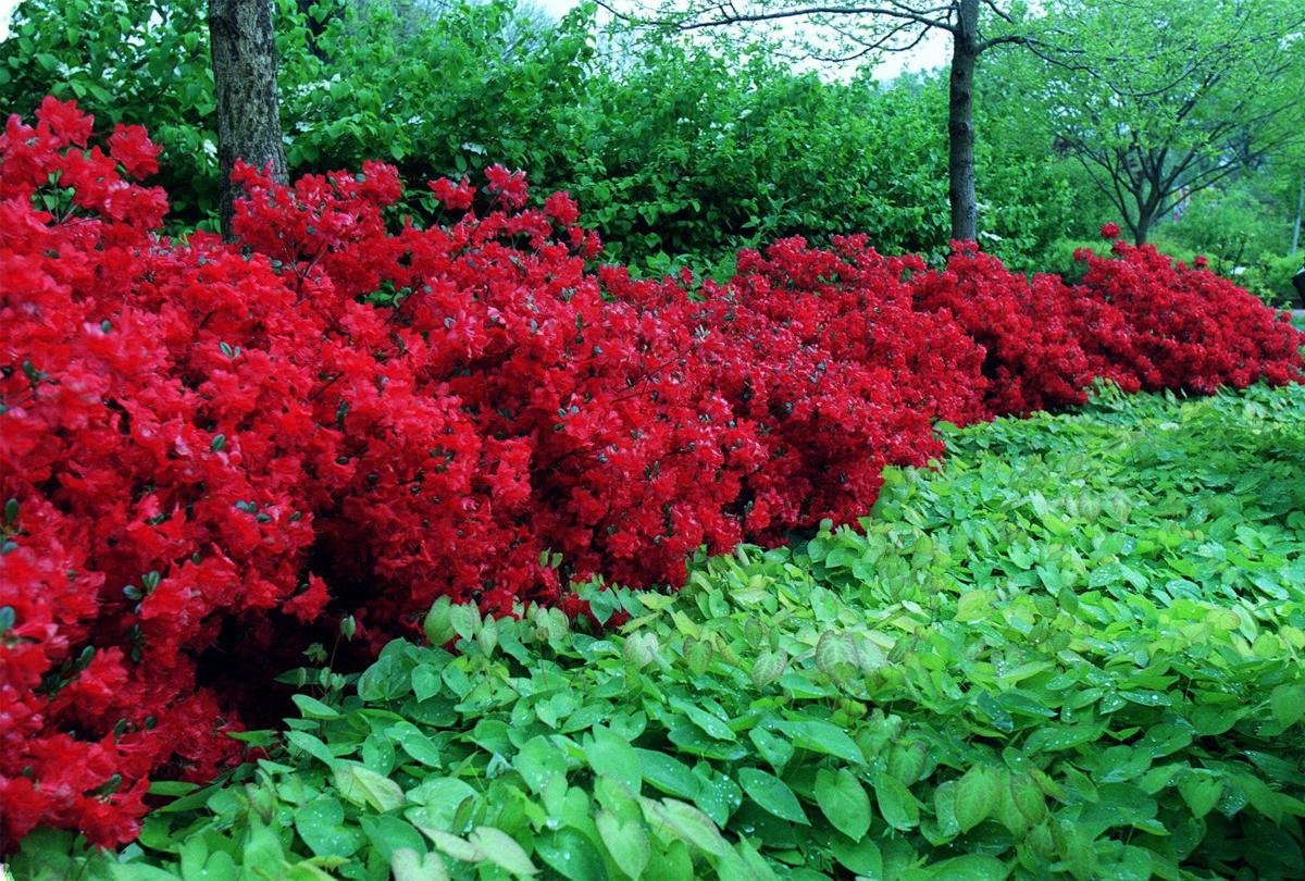 Rhodendron's sorry appearance may be caused by a variety of things