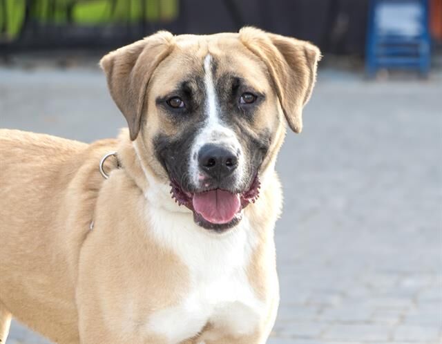 Humane Society of Missouri pets for adoption
