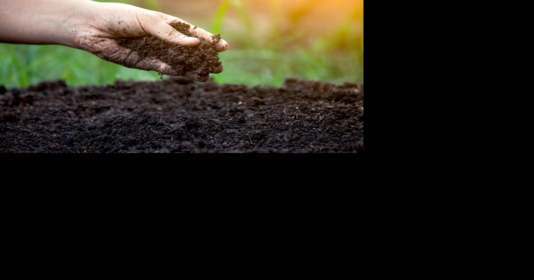 Things to do in the garden this week