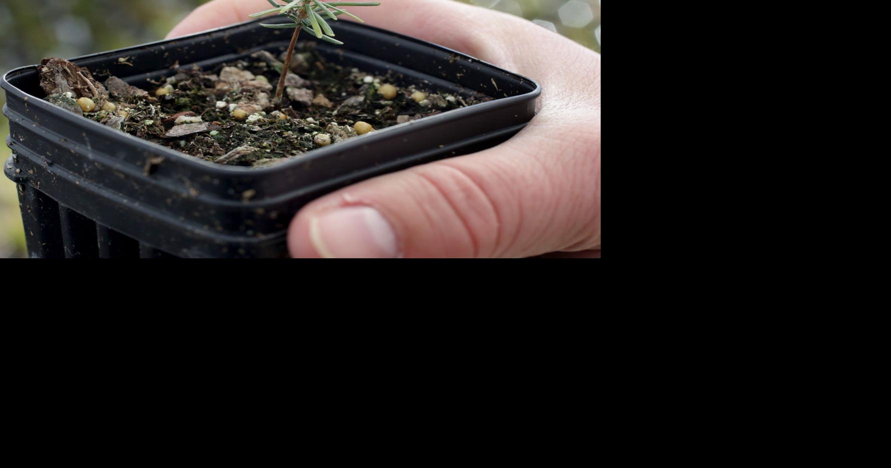 Pining for a Fraser fir? Missouri Botanical Garden is working to save ...