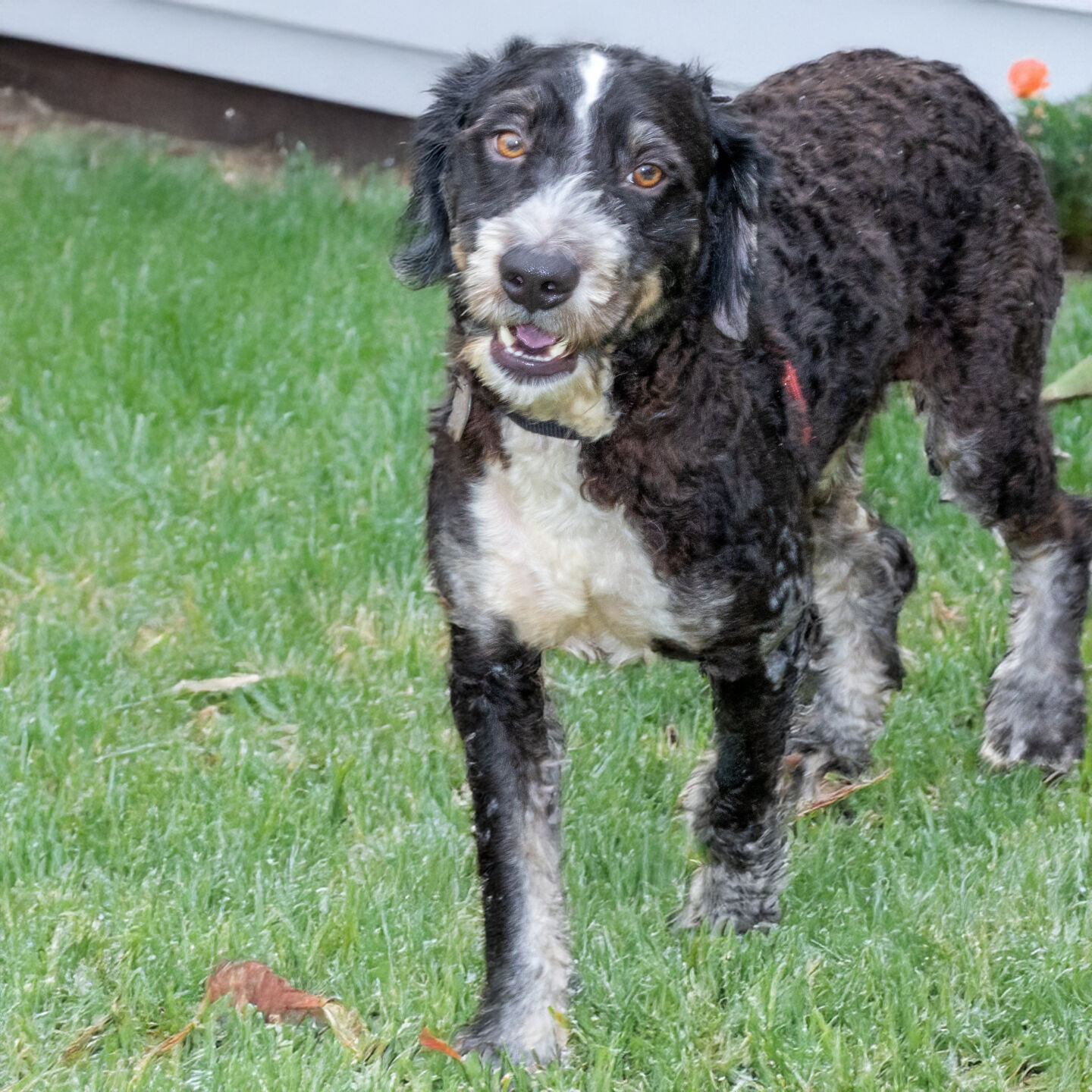 Meet our pets of the week: A poodle mix, a pit mix and an alpaca