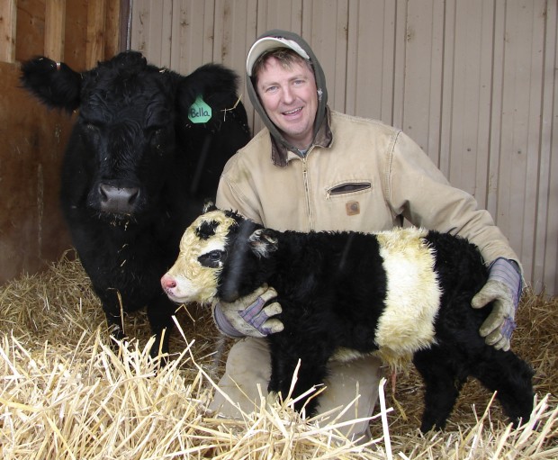 Rare ’panda cow’ born in northern Colorado
