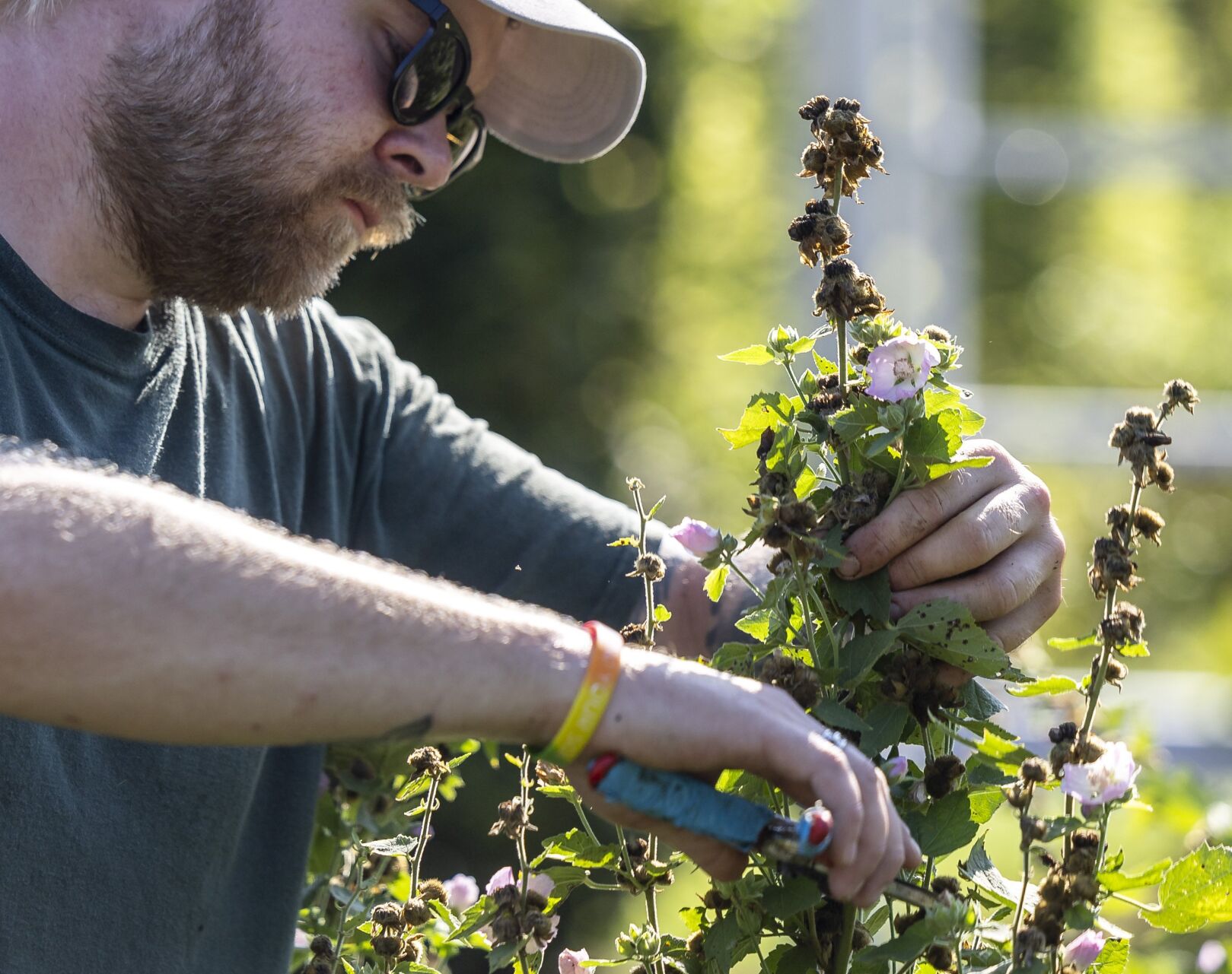 MoBot's new flowerbeds contain hard-to-find, rare plants