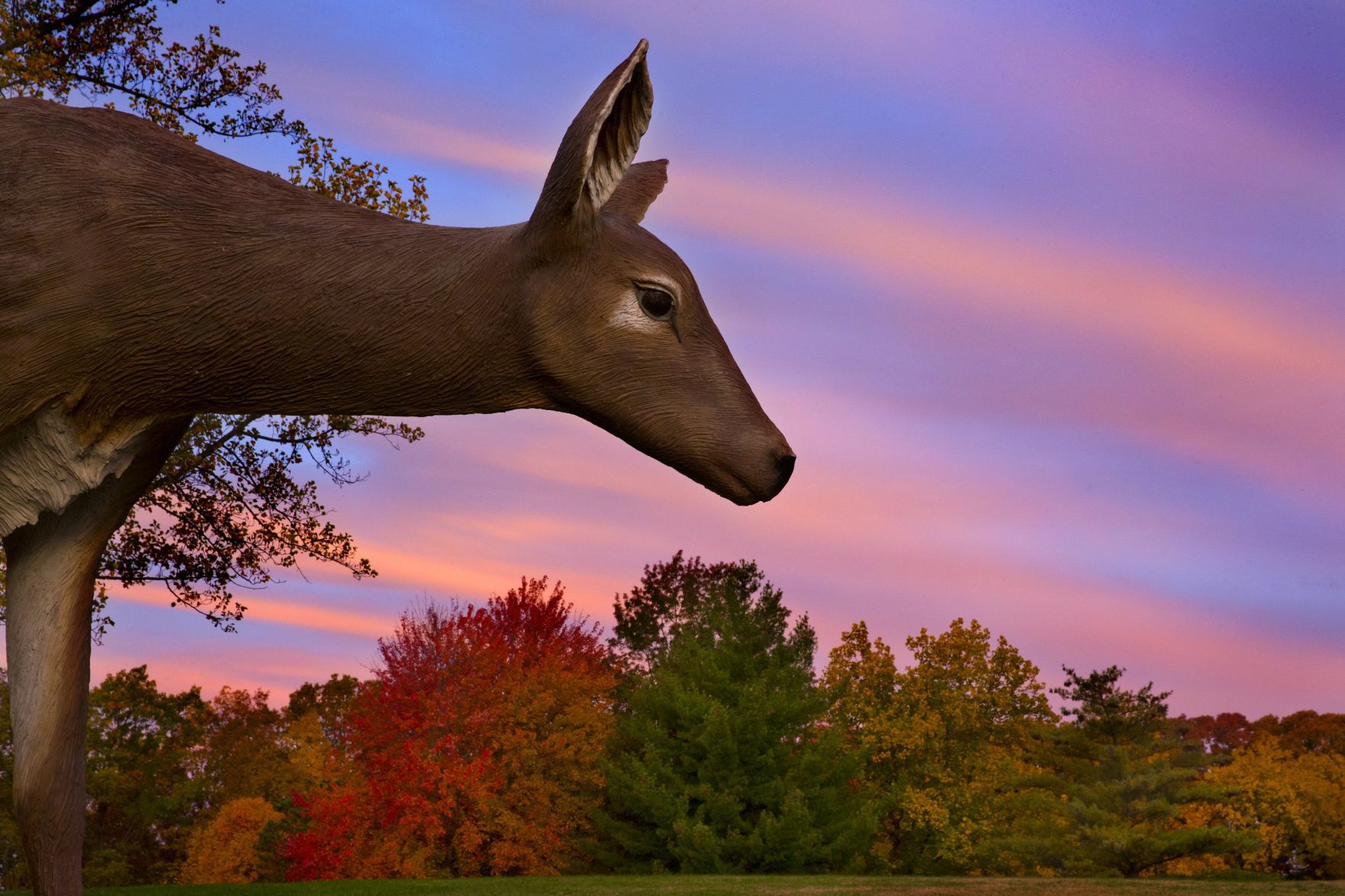 Spring is many cold, dreary months away, but in Forest Park, they're ...