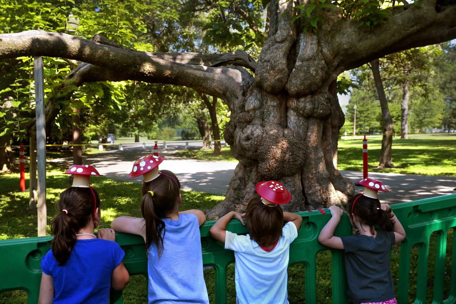 Photos: Celebrating the 'Keebler Elf Tree' in Tower Grove Park