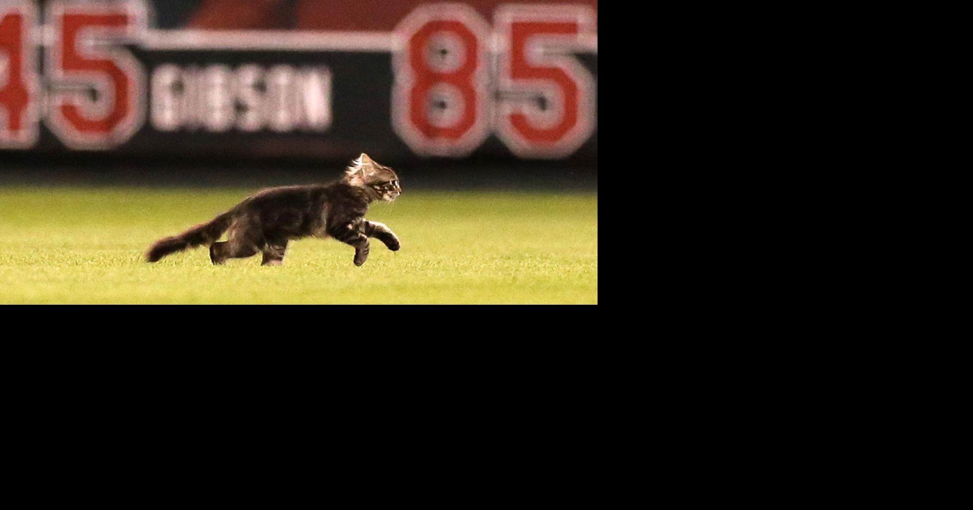 'Kitty capers' a ratings winner for Fox Sports Midwest