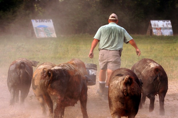 Family farm's pork feeds the desires of chefs, home cooks