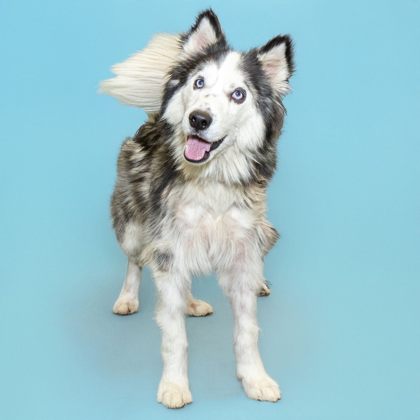 Meet our pets of the week: A husky, a coonhound mix and a goat