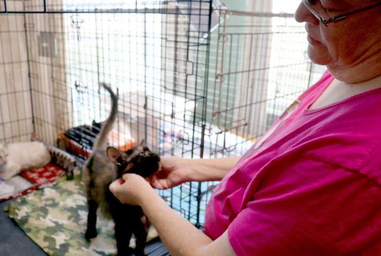 Record-breaking intake at Buffalo County Humane Association