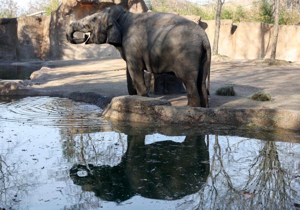 Raja is leaving St. Louis Zoo. More elephants on the way.