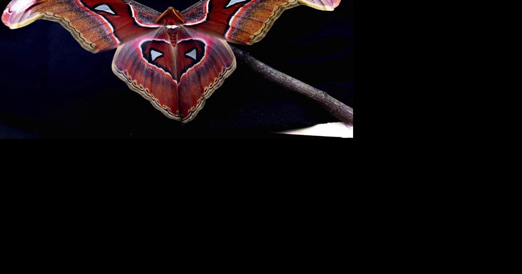 Research shows confusion draws insects to artificial light