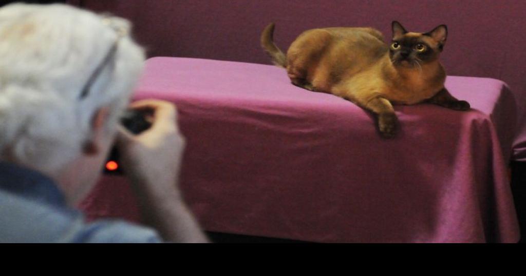 Show cats strut their fluff