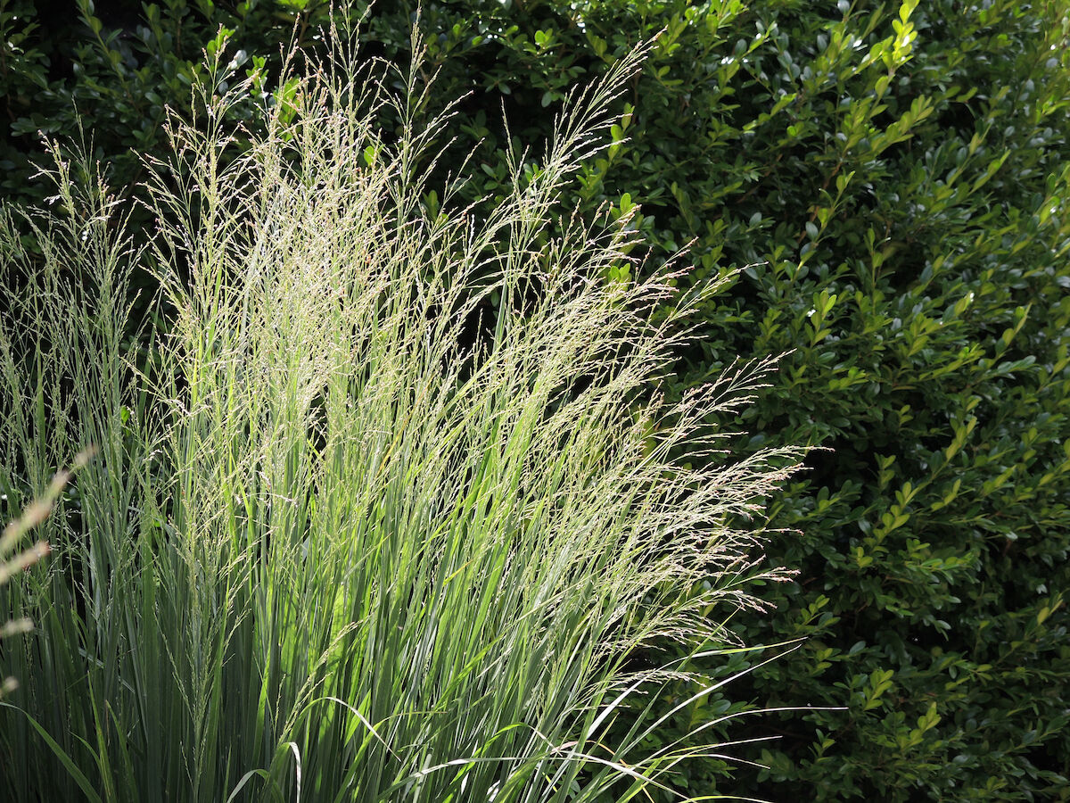 Native grasses also work as hosts for pollinators