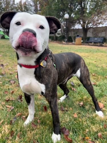 Humane Society of Missouri pets for adoption